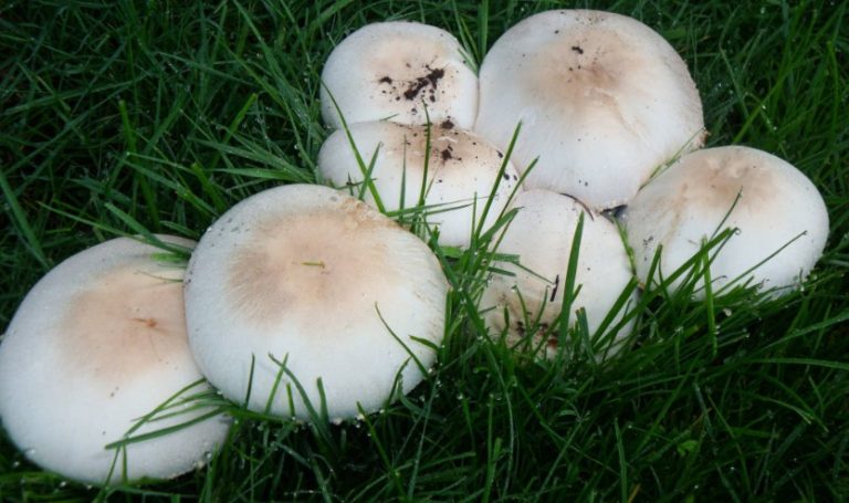Agaricus Bisporus | Fungo Champignon - MondoFunghi.com