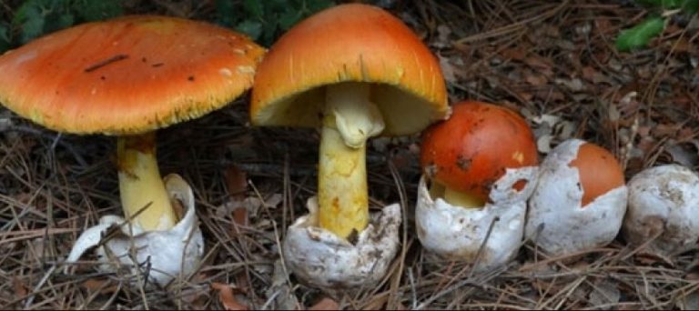 Amanita Caesarea - Funghi Ovuli Commestibili | MondoFunghi.com