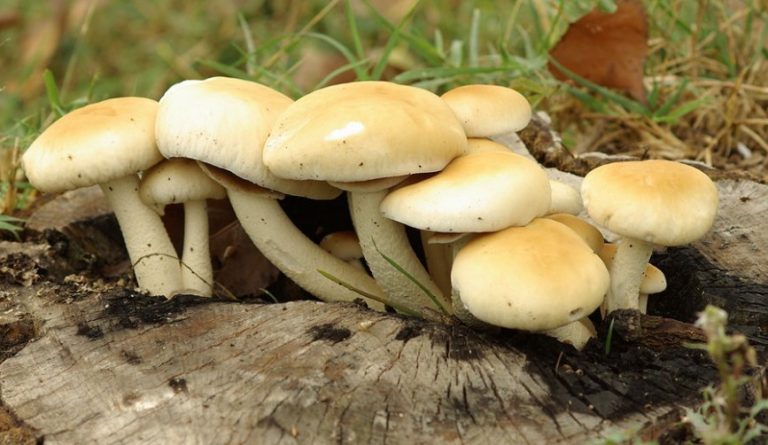Agrocybe Aegerita - Fungo Pioppino | MondoFunghi.com