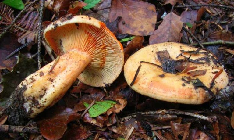 Lactarius deliciosus - Fungo Sanguinello | Mondofunghi.com