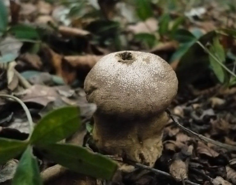 Lycoperdon perlatum - Fungo Vescia | Mondofunghi.com