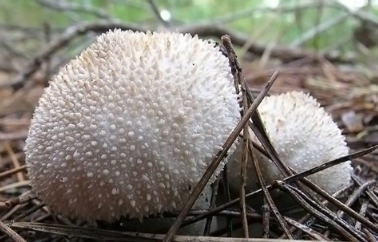 Lycoperdon perlatum - Fungo Vescia | Mondofunghi.com