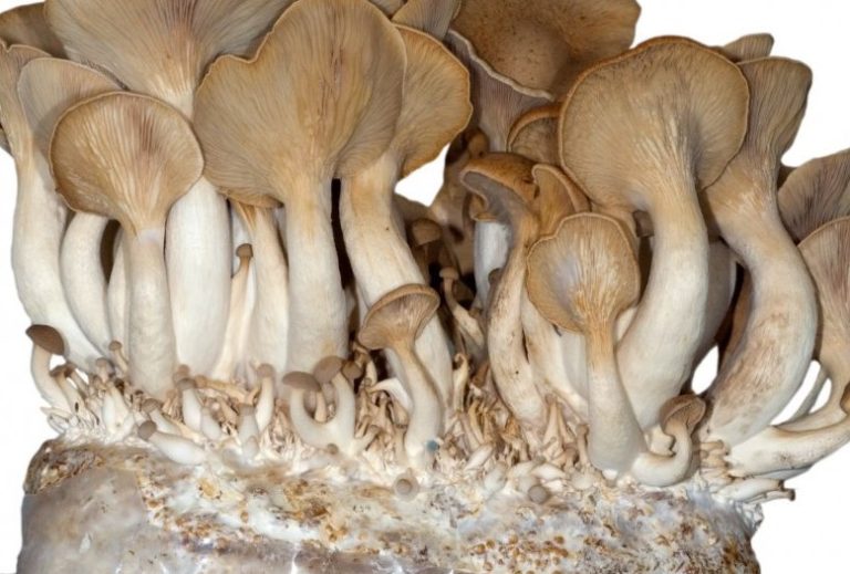 Balle Funghi Cardoncelli | Quello che Devi Sapere | Mondofunghi.com