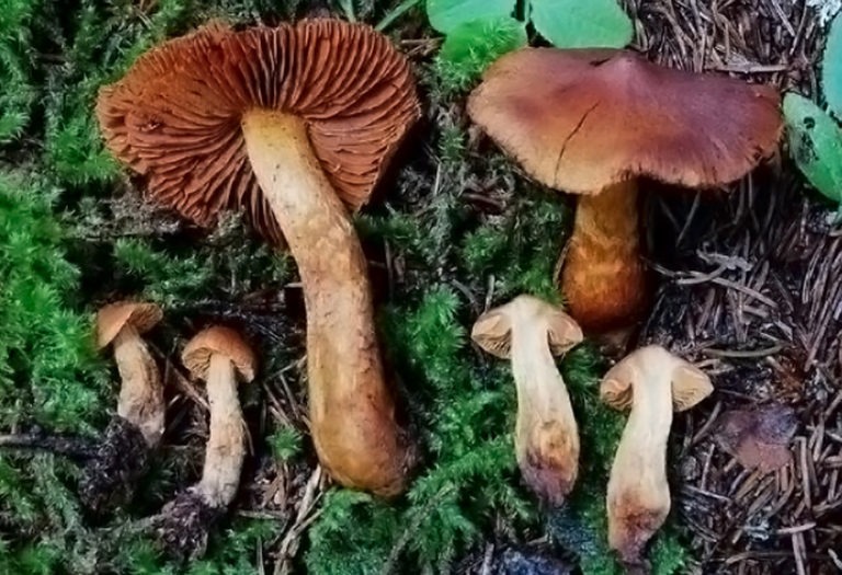 Cortinarius orellanus - Cortinario orellano | Monfofunghi.com