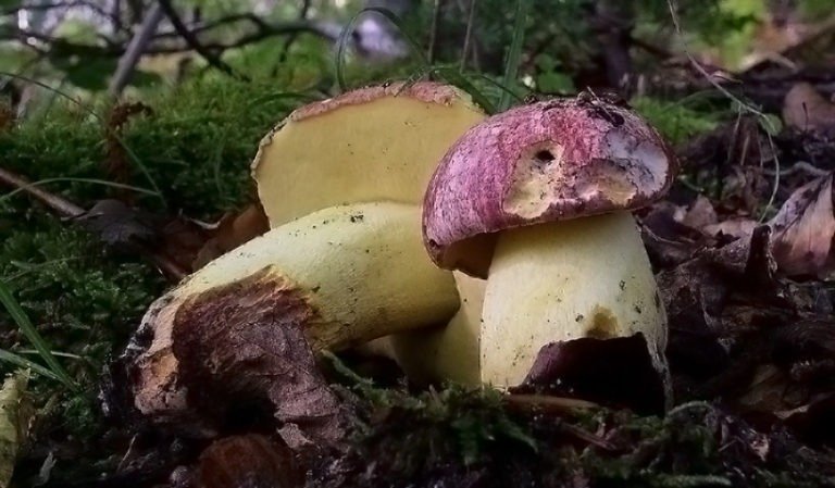 Boletus regius - Boleto regale | Scheda Completa | Mondofunghi.com